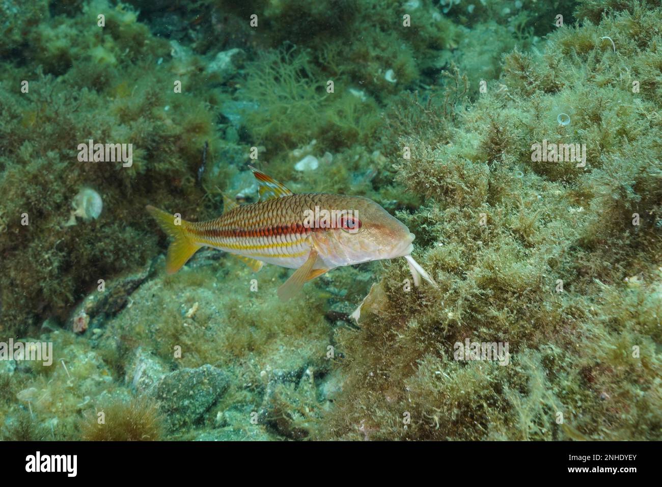 Striped red mullet (Mullus surmuletus), Dive site Marine Reserve Cap de ...