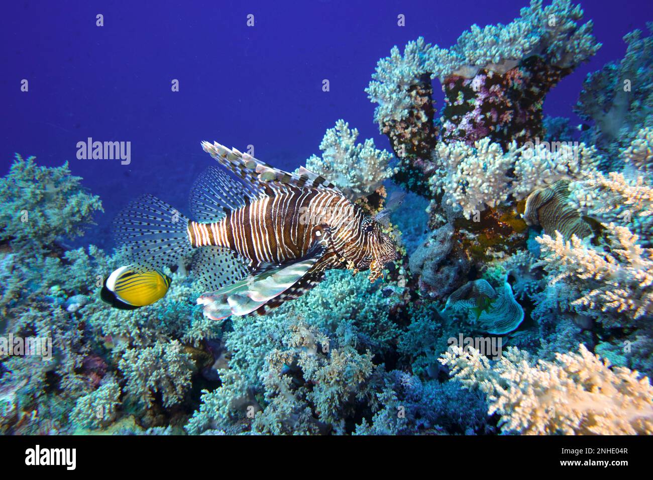 Common lionfish (Pterois miles), Elphinstone Reef dive site, Red Sea ...