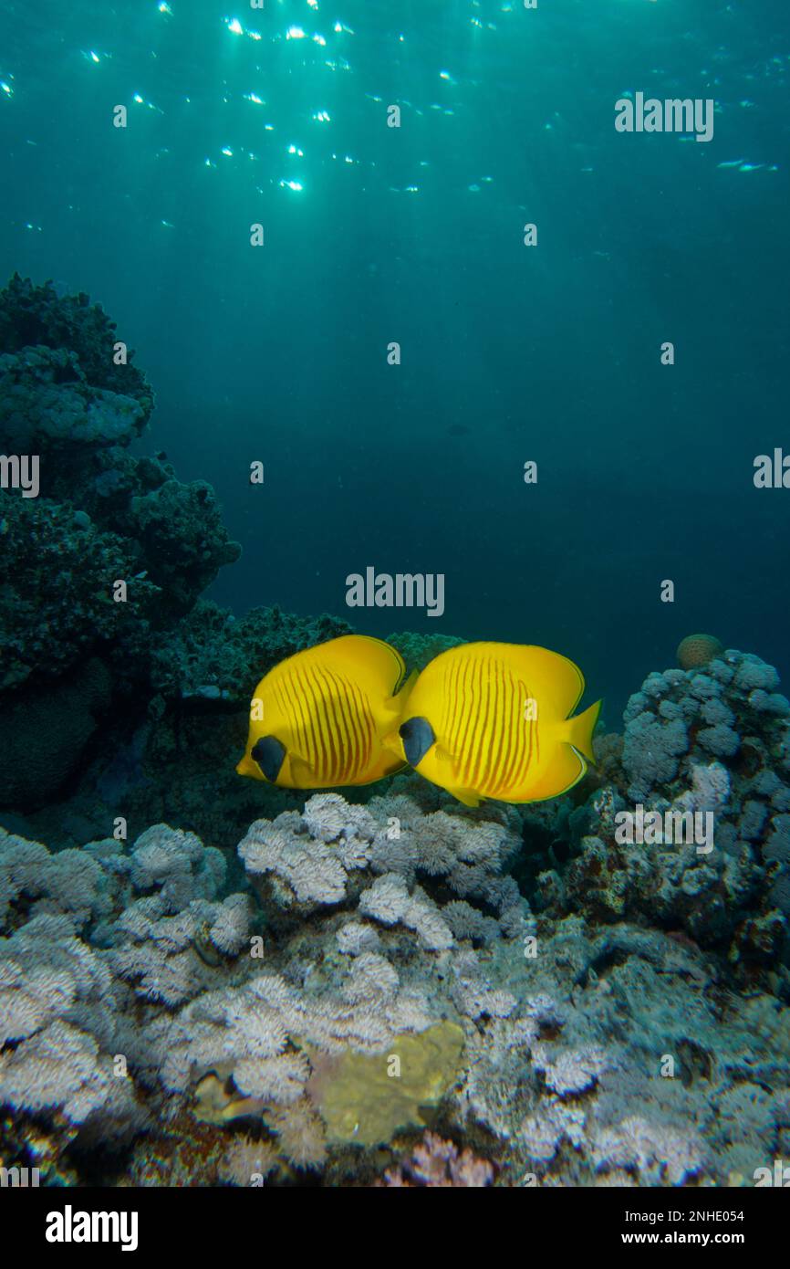 Pair of bluecheek butterflyfish (Chaetodon semilarvatus) in the evening ...