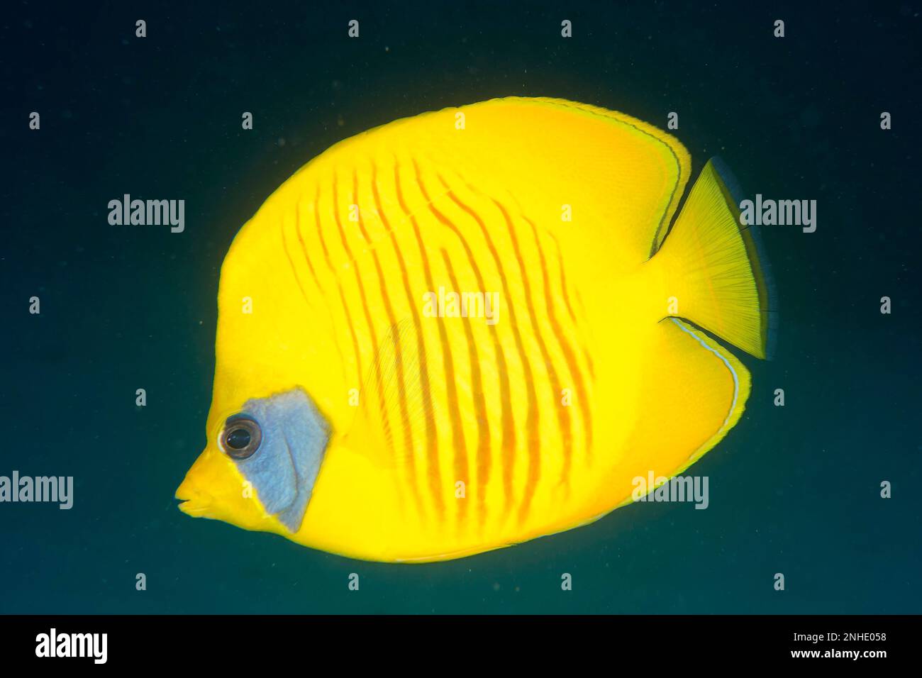 Bluecheek butterflyfish (Chaetodon semilarvatus) in front of a dark ...