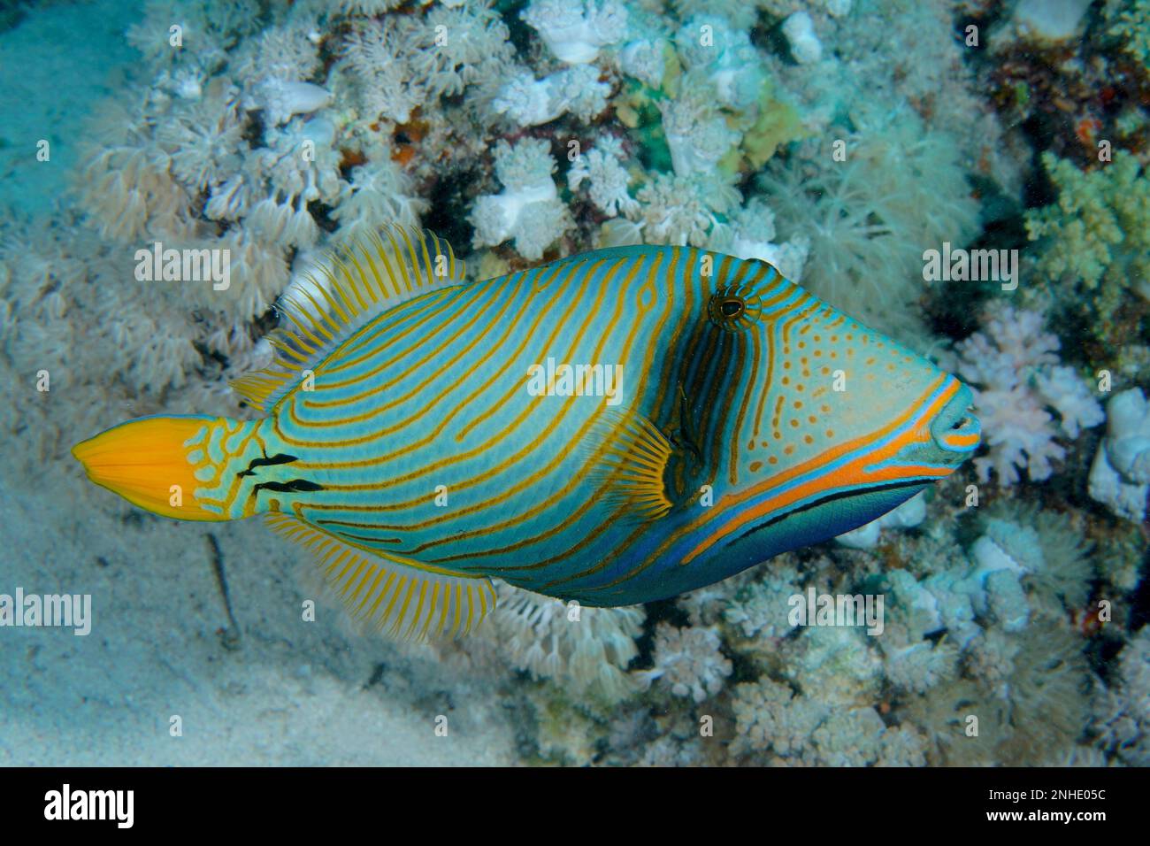 Orange-lined triggerfish (Balistapus undulatus), triggerfish, Dive site ...