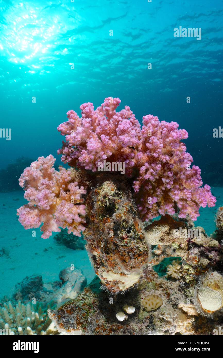 Raspberry coral (Pocillopora damicornis) in the backlight. Dive site ...