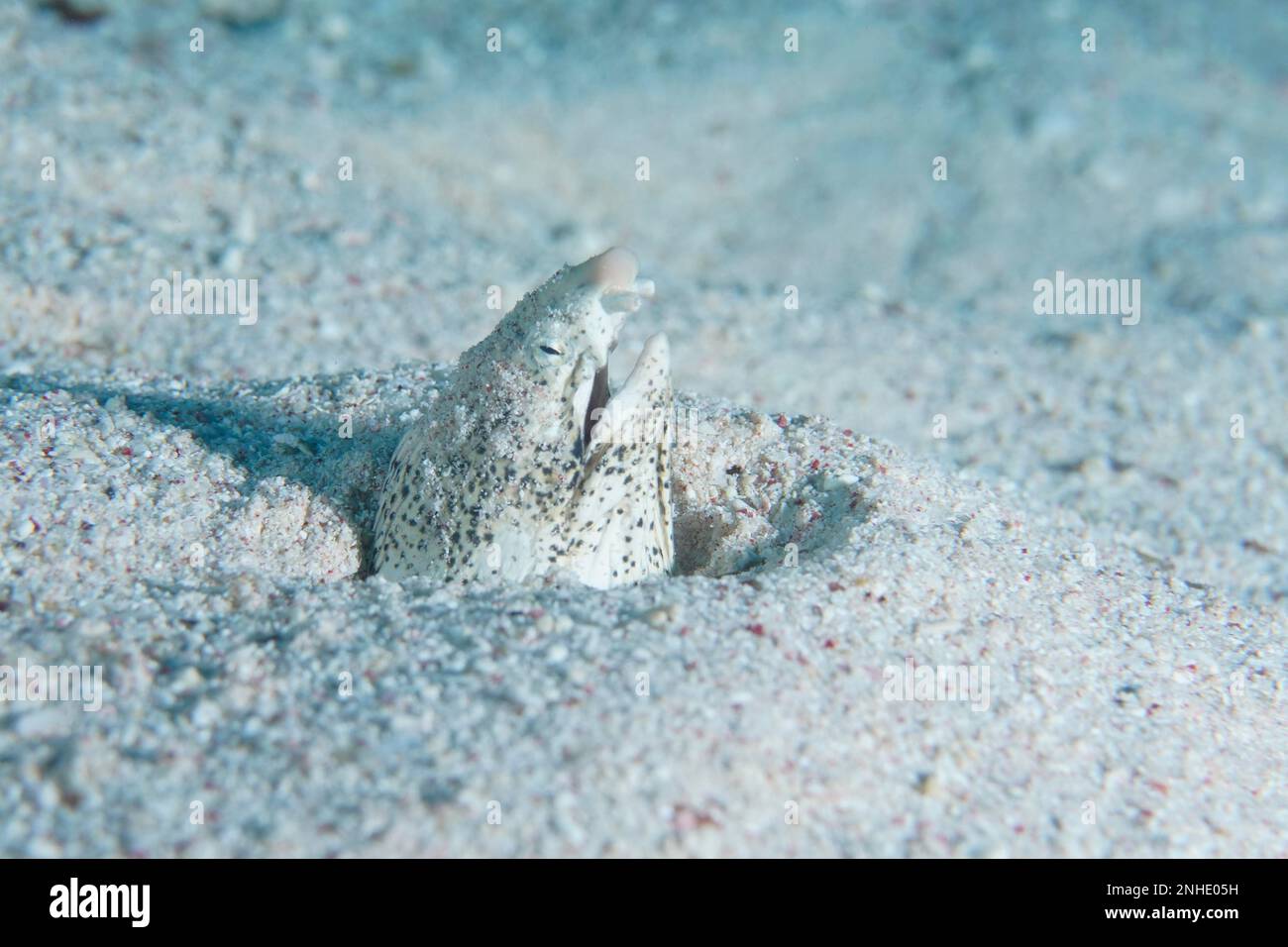 Marbled snake eel (Callechelys marmorata), buried in the sand. Dive ...