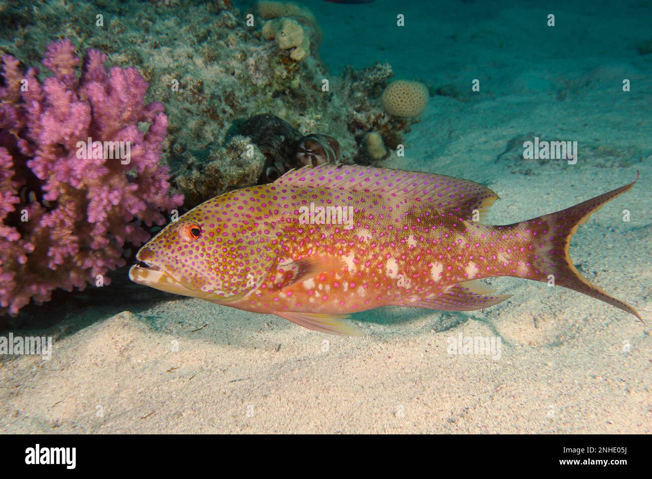 Yellow-edged lyretail (Variola louti), House Reef Dive Site, Mangrove ...