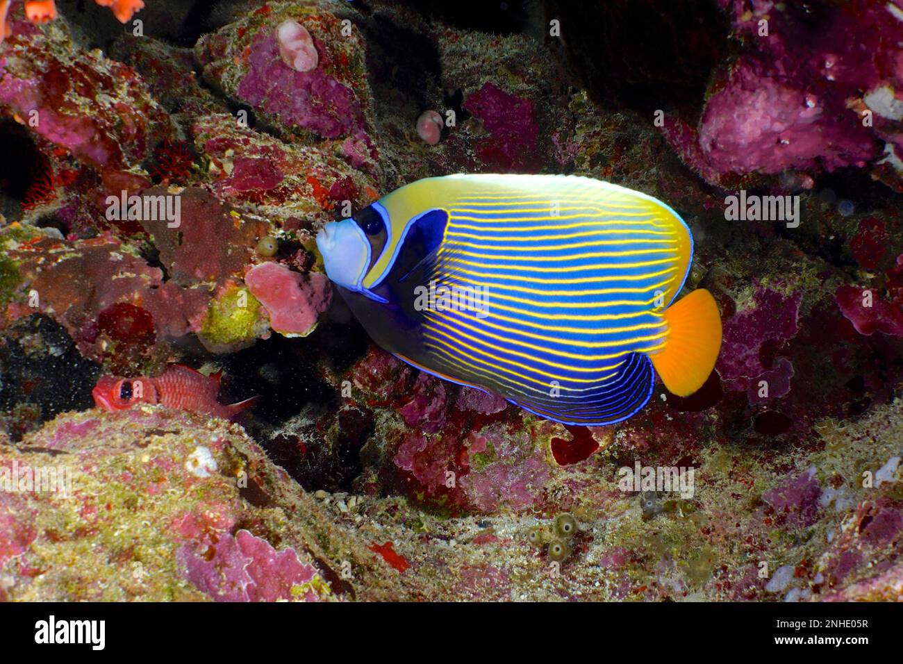 Emperor angelfish (Pomacanthus imperator) in the colourful reef. Dive ...