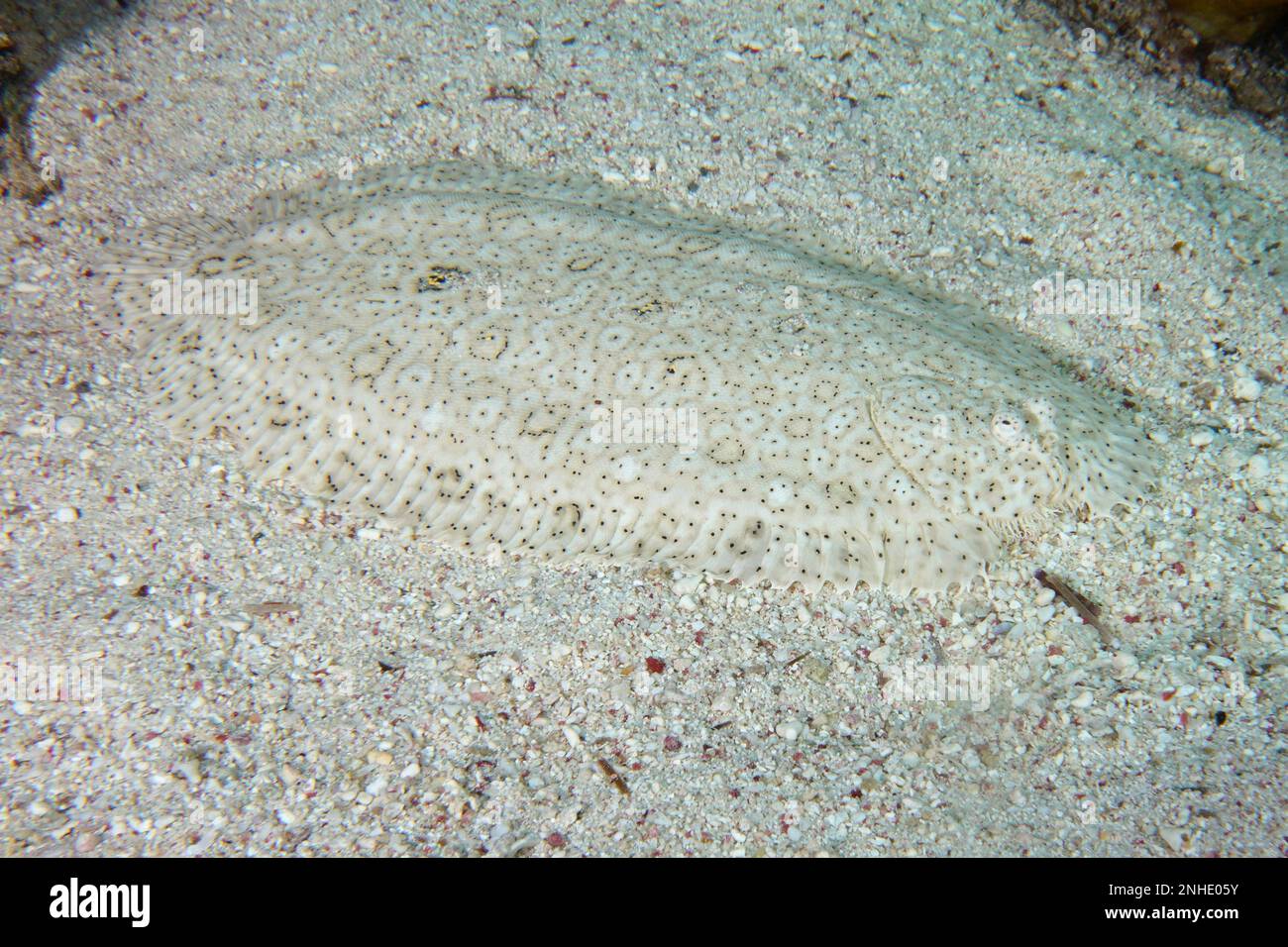 Well camouflaged finless sole (Pardachirus marmoratus), Dive Site House ...