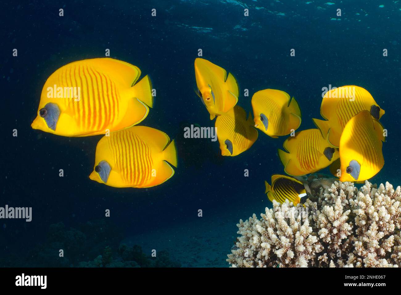 Group of bluecheek butterflyfish (Chaetodon semilarvatus) in the ...