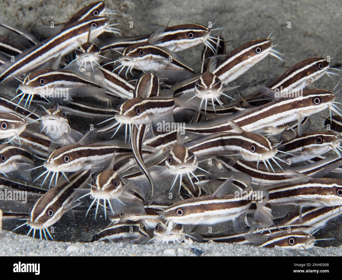 School, Group of striped eel catfish (Plotosus lineatus), juvenile ...