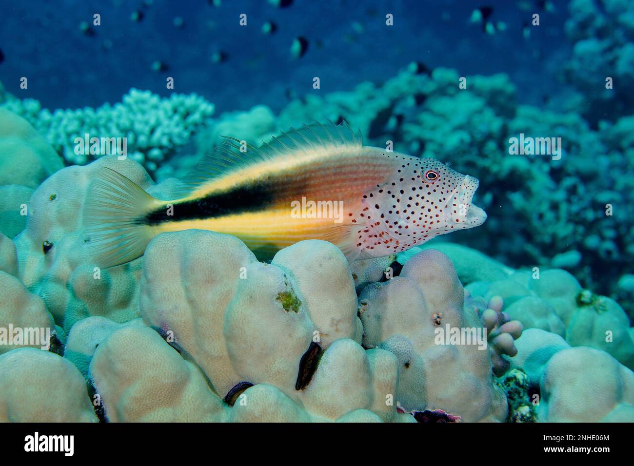 Black-sided hawkfish (Paracirrhites forsteri) with open mouth. Dive ...
