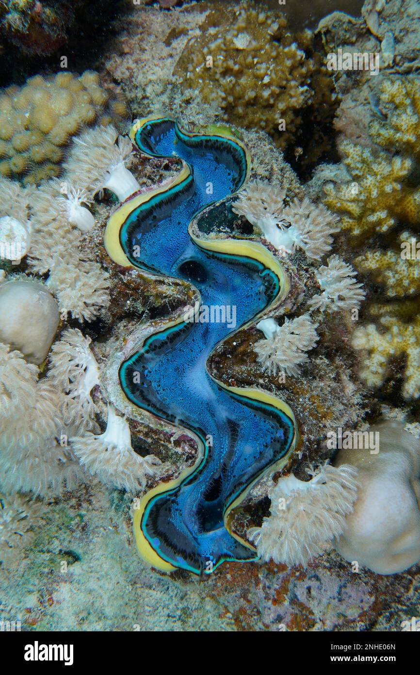 Common giant clam, maxima clam (Tridacna maxima), blue variety. Dive ...