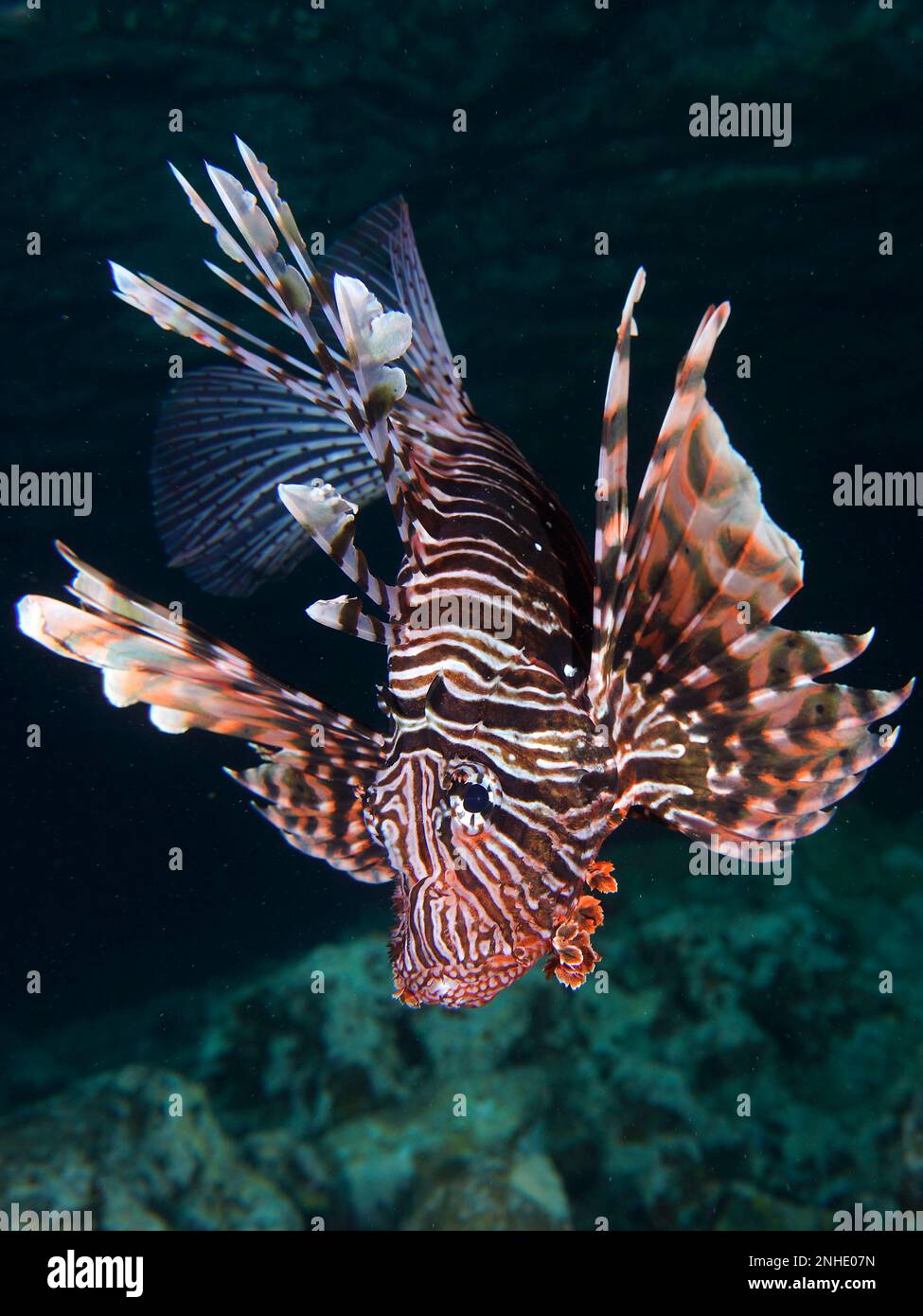 Portrait of pacific red lionfish (Pterois volitans) at night, Dive Site ...