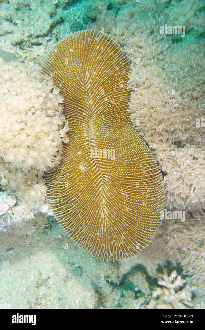 Oval mushroom coral (Ctenactis echinata), House Reef dive site ...