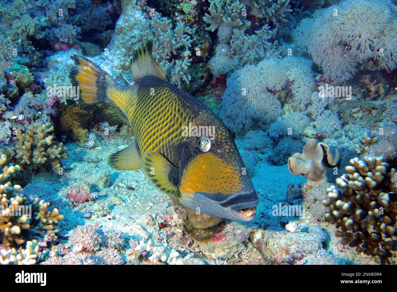 Titan triggerfish (Balistoides Viridescens), Elphinstone Reef dive site ...