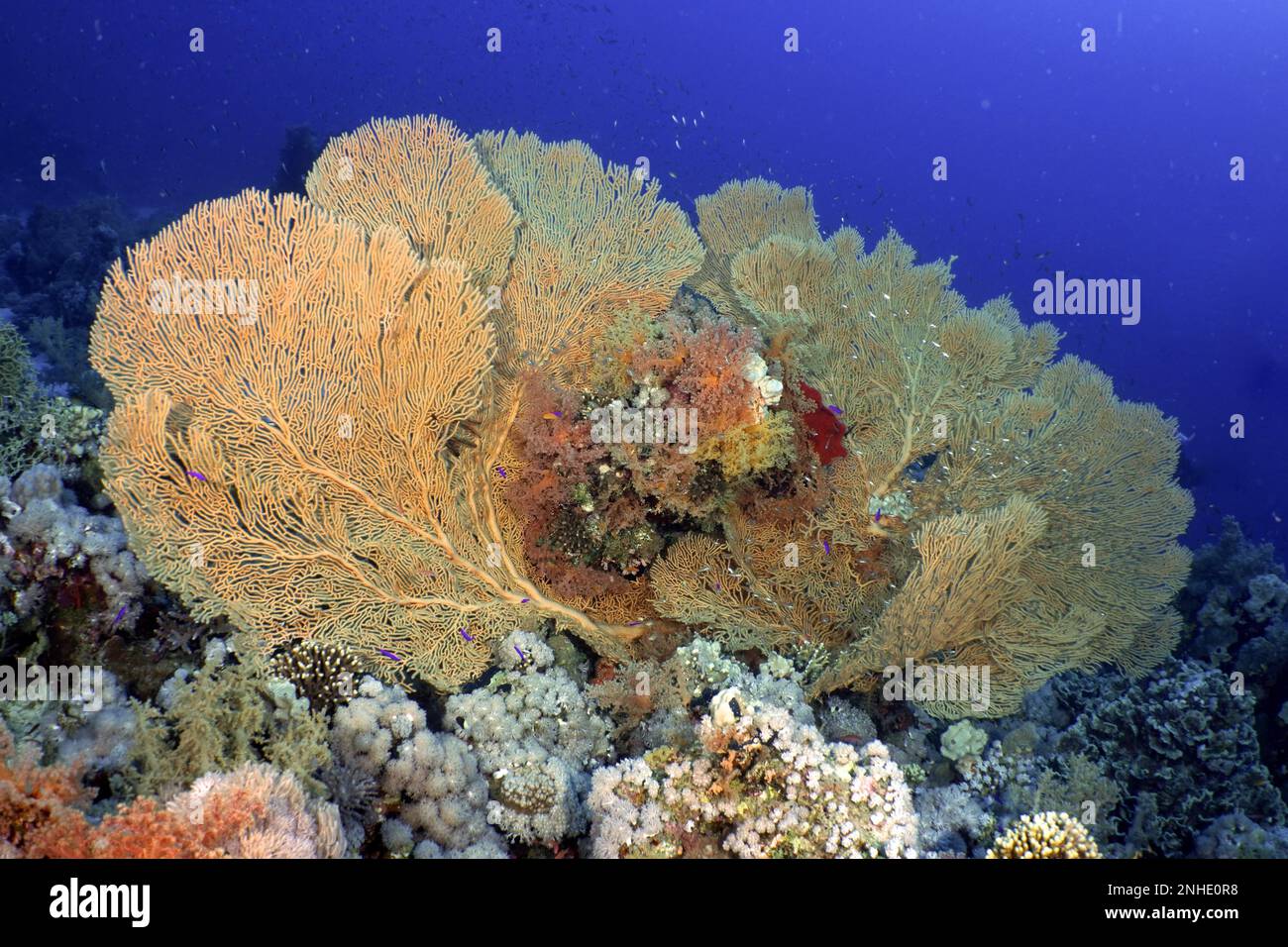 Giant sea fan (Annella mollis), Strait of Tiran dive site, Sinai, Egypt ...