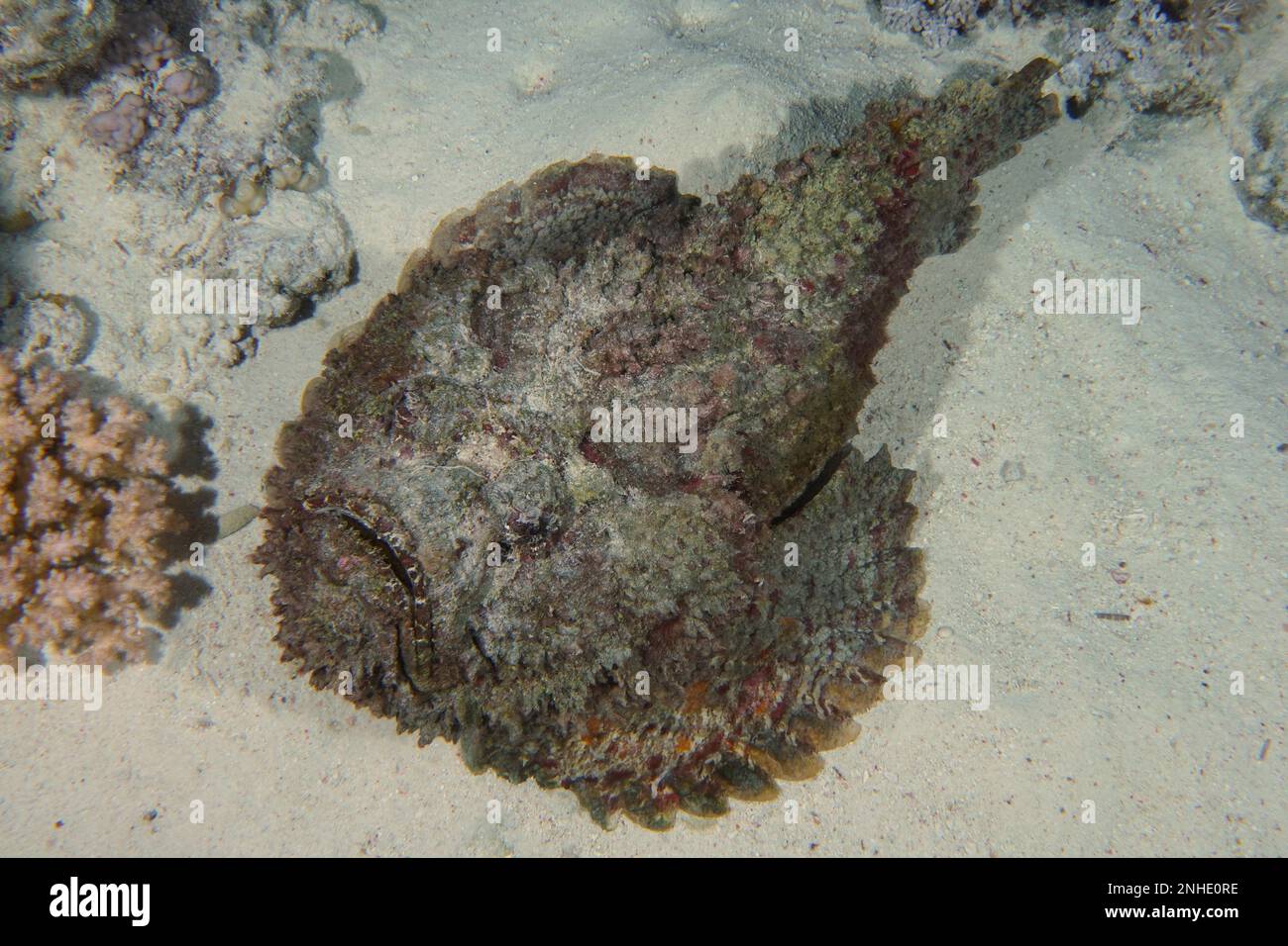 Reef stonefish (Synanceia verrucosa) from above. Dive site Shaab ...
