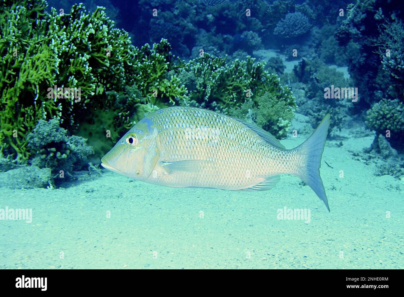 Blue scale road sweeper (Lethrinus nebulosus), bony fish, dive site ...