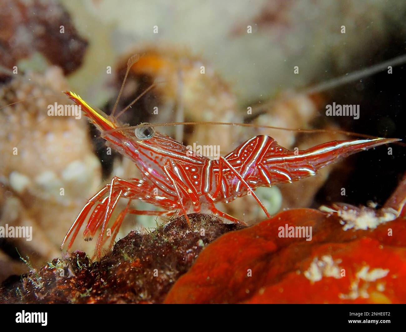 Camel shrimp (Rhynchocinetes durbanensis), House Reef dive site ...