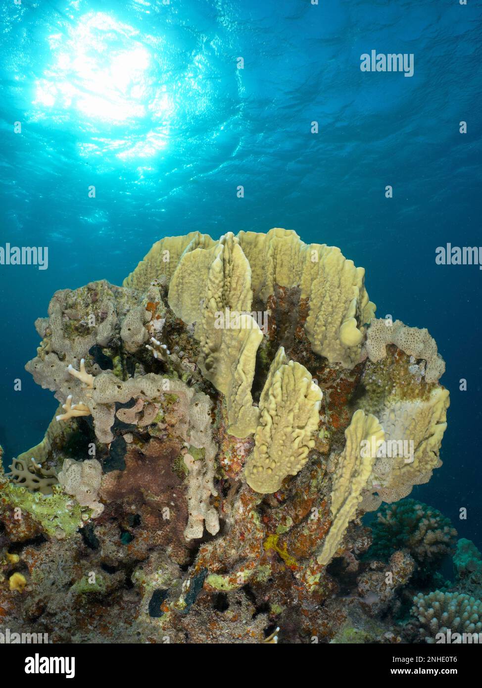 Blade firel coral (Millepora platyphylla) in the backlight. Dive site ...