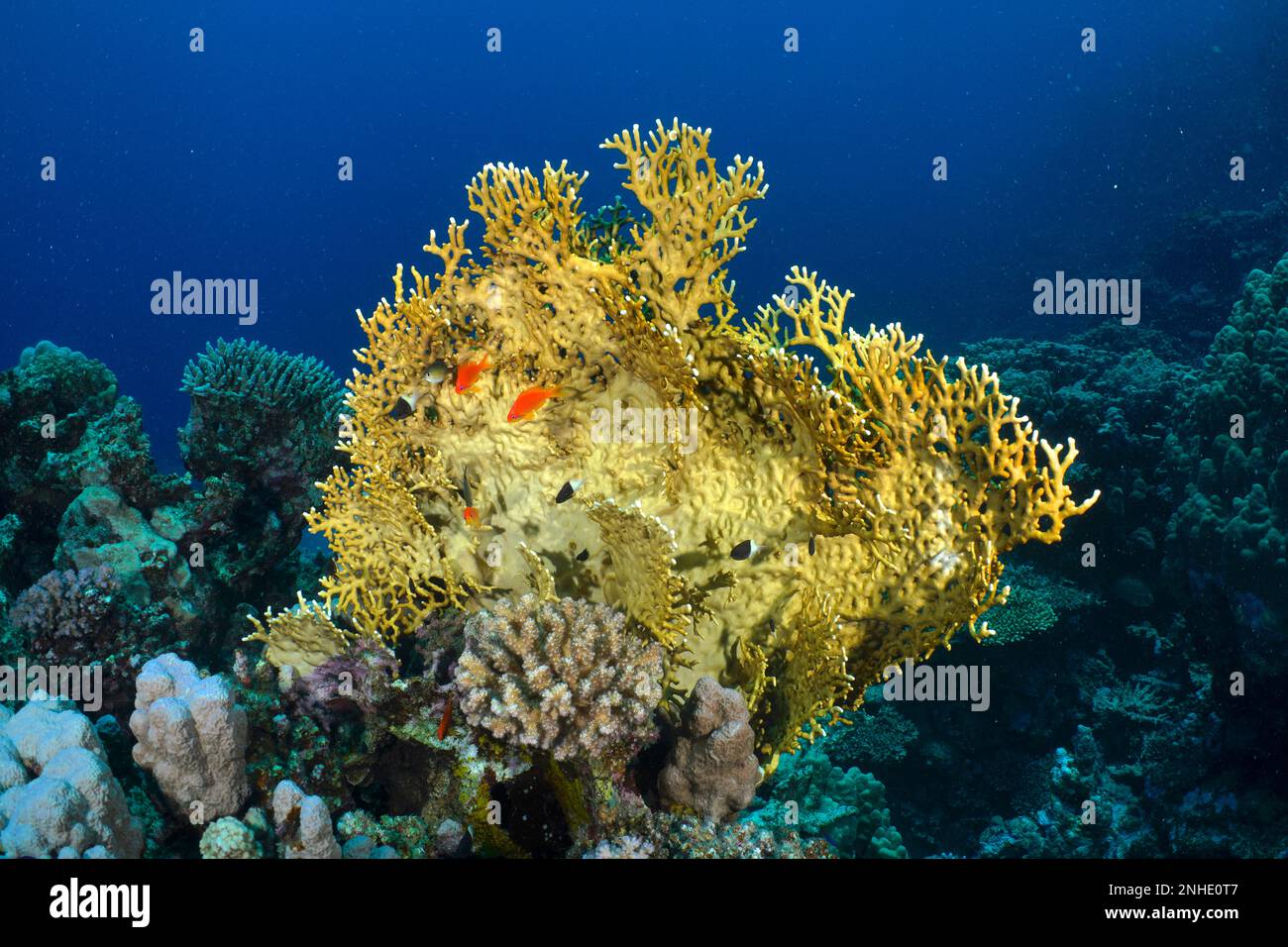 Net fire coral (Millepora dichotoma), Dive Site House Reef, Mangrove ...