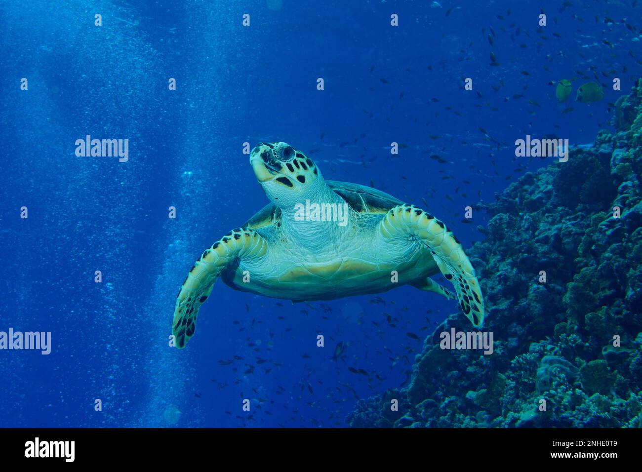 Hawksbill sea turtle (Eretmochelys imbricata) swimming on steep wall ...