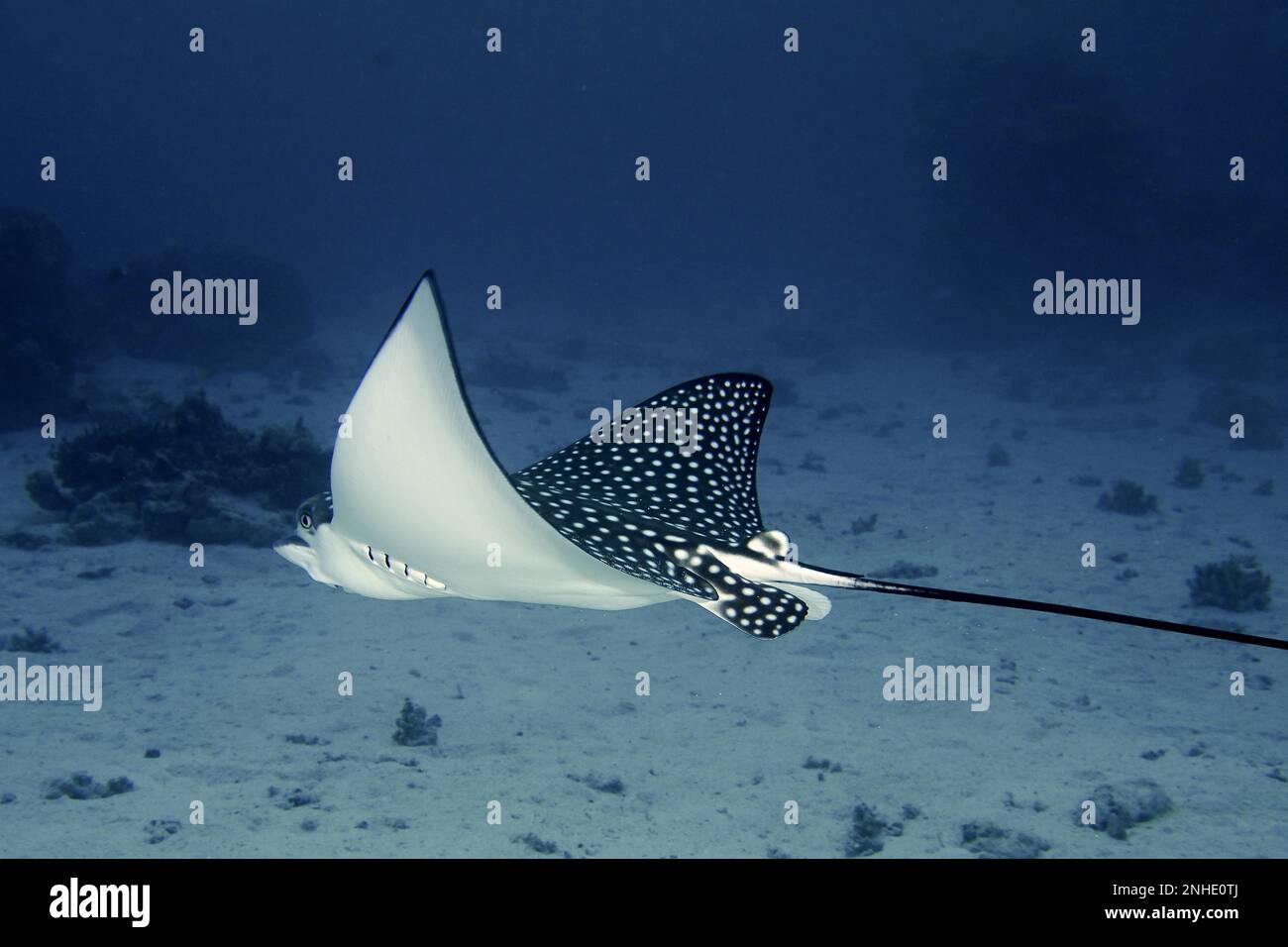 Spotted eagle ray (Aetobatus narinari), House reef dive site, Mangrove ...