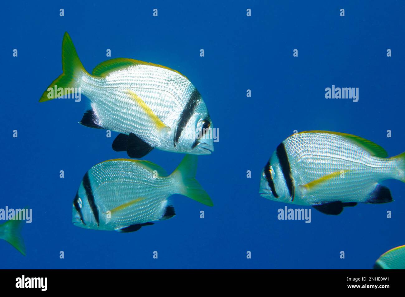 Group of double-banded sea bream (Acanthopagrus bifasciatus), sea bream ...