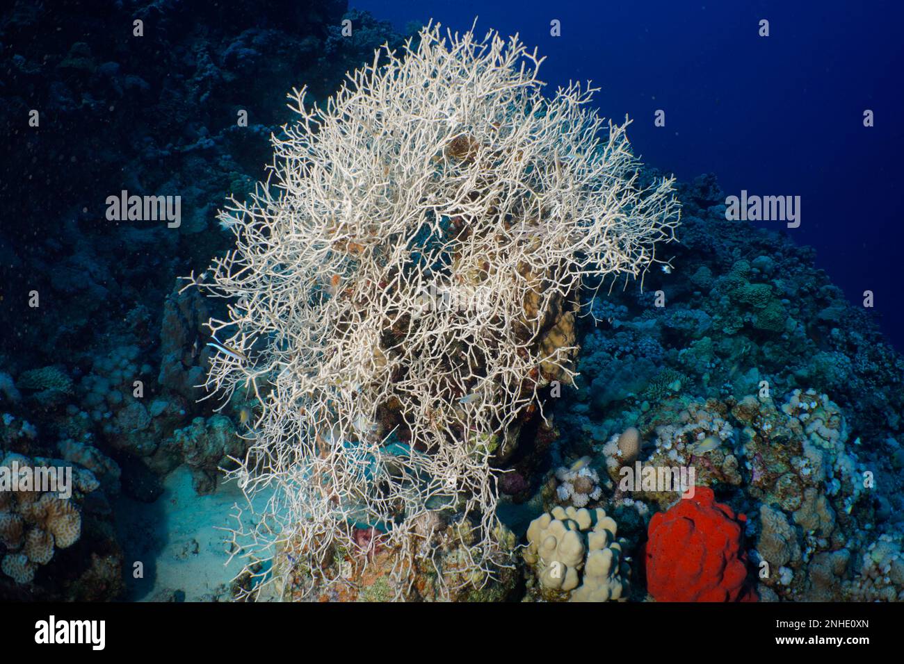 Bush Knot Coral (Clathraria rubrinodis), Knot Coral, Dive Site House ...