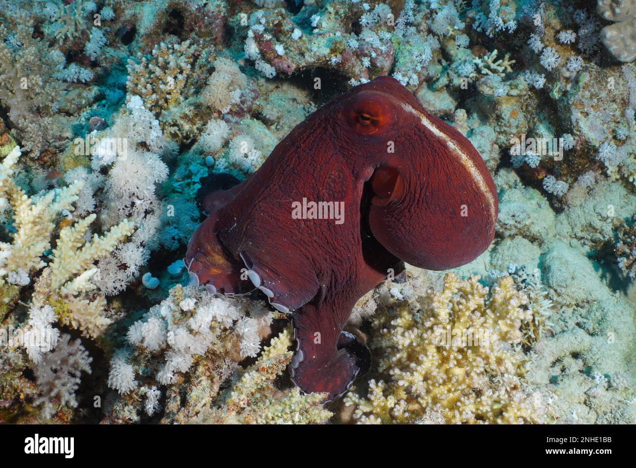 Great Blue Octopus (Octopus cyaneus), Dive Site House Reef Mangrove Bay ...