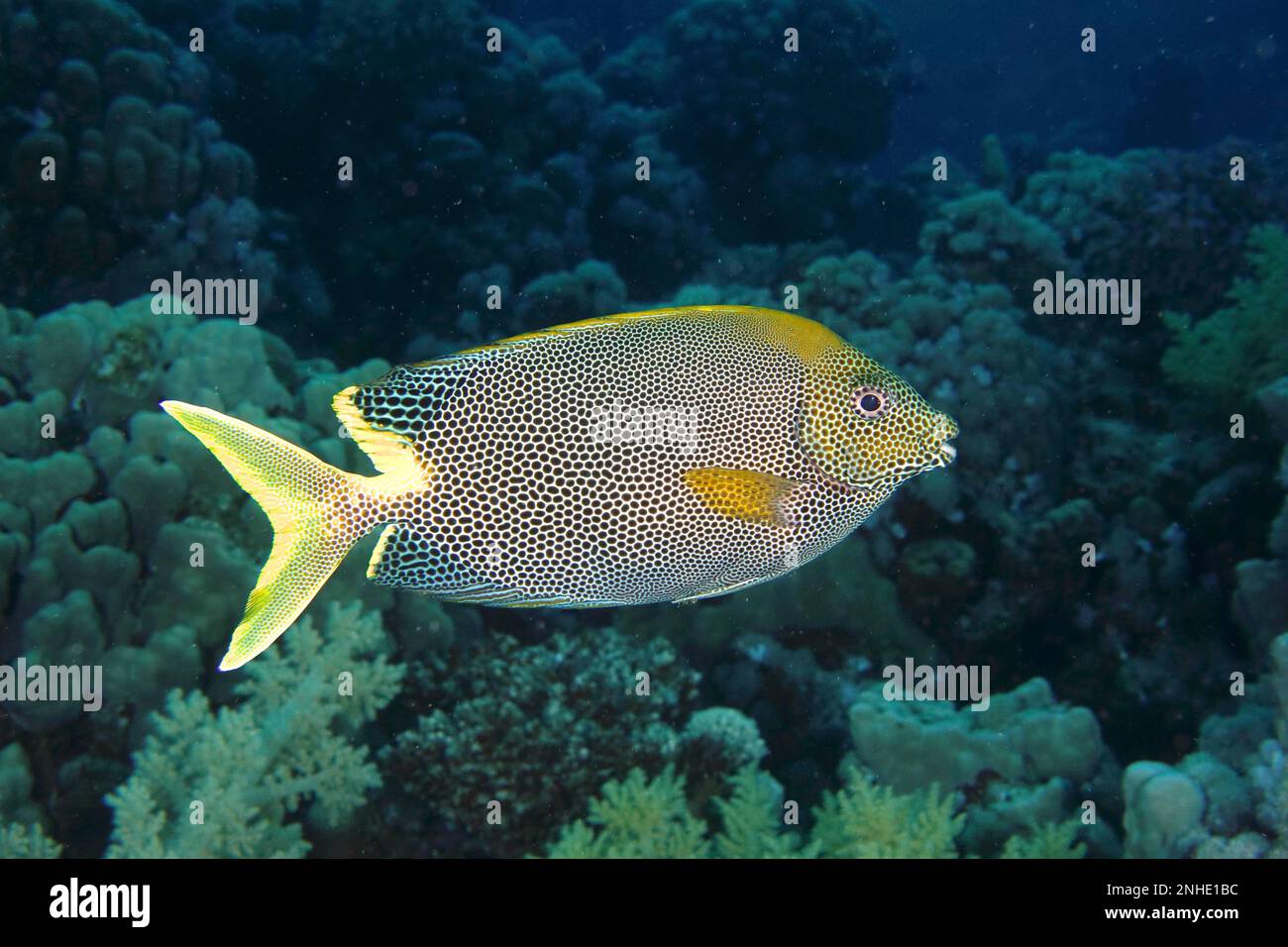 Spotted rabbitfish (Siganus stellatus laqueus), House reef dive site ...