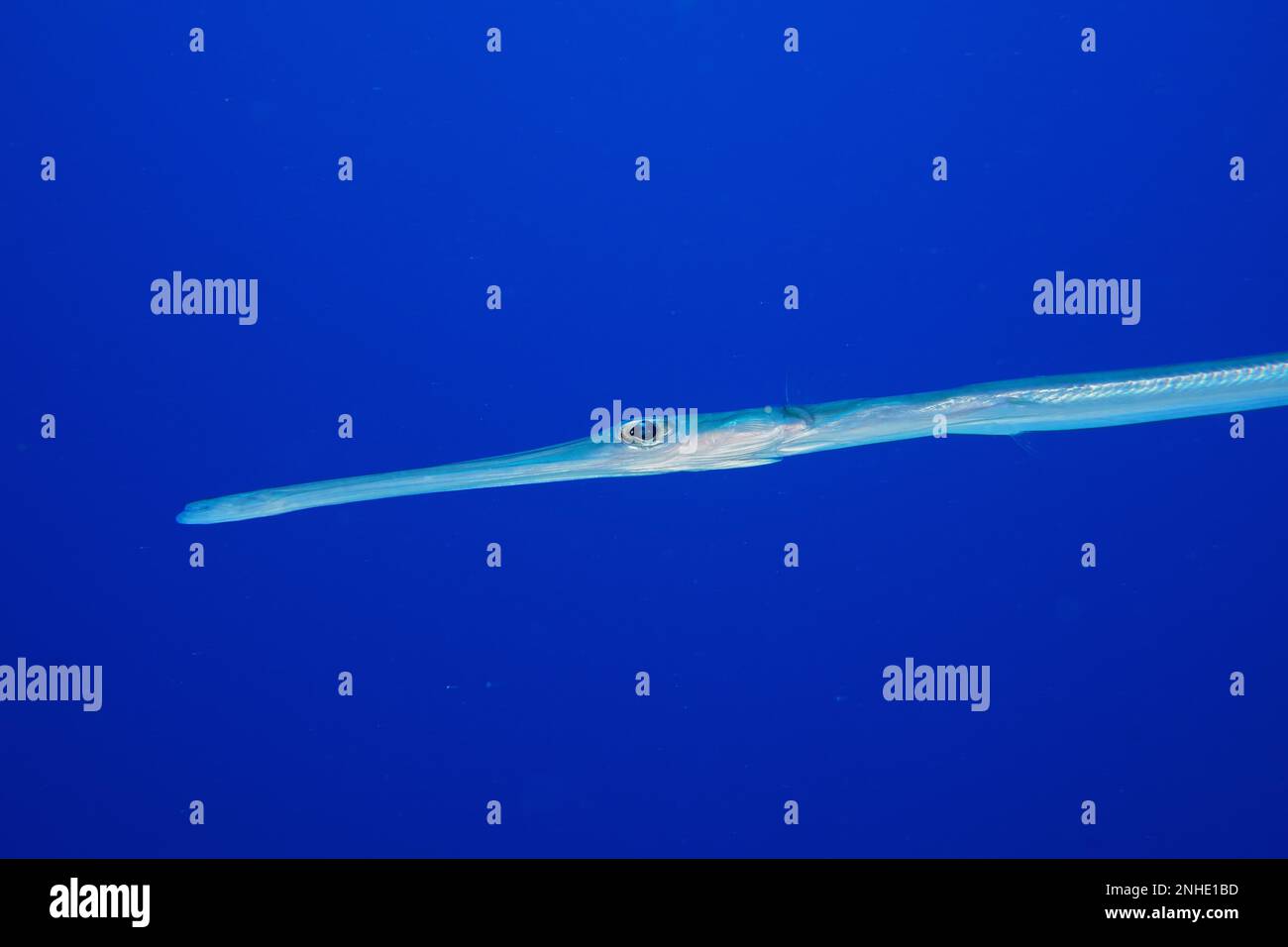 Close-up of bluespotted cornetfish (Fistularia commersonii ...