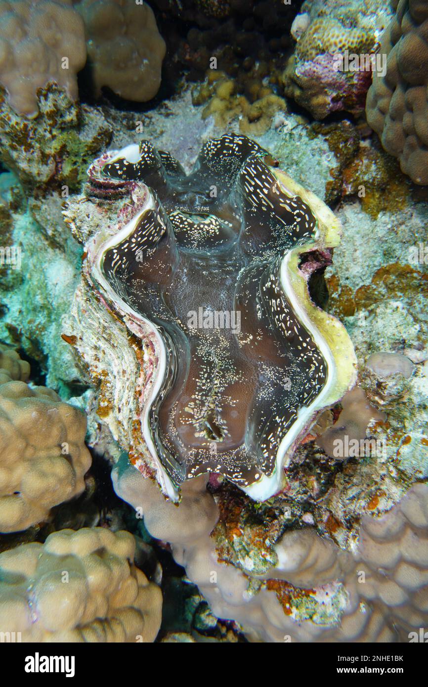 Maxima clam (Tridacna maxima), Panorama Reef Dive Site, Hurghada, Egypt ...