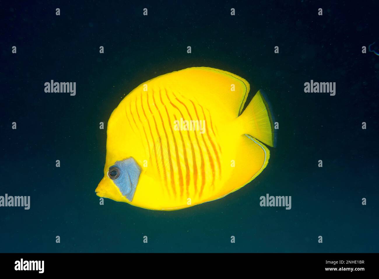 Bluecheek butterflyfish (Chaetodon semilarvatus) at night. Dive site ...