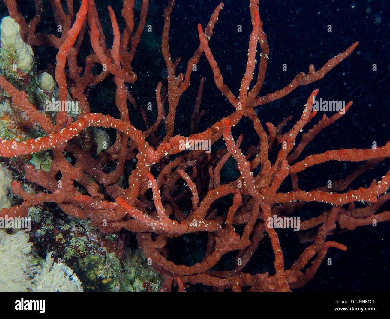 Toxic finger-sponge (Negombata magnifica), Dive site House Reef ...