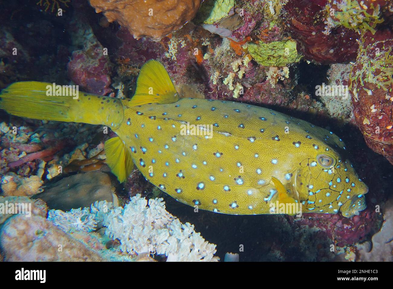 Yellow boxfish (Ostracion cubicus), Shaab Mahmoud dive site, Sinai ...