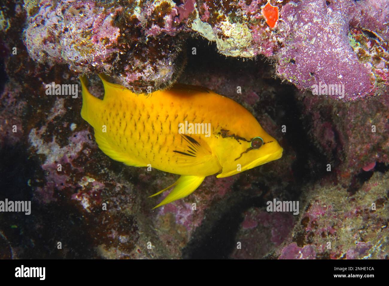 Sling-jaw wrasse (Epibulus insidiator), yellow variant, House Reef dive ...