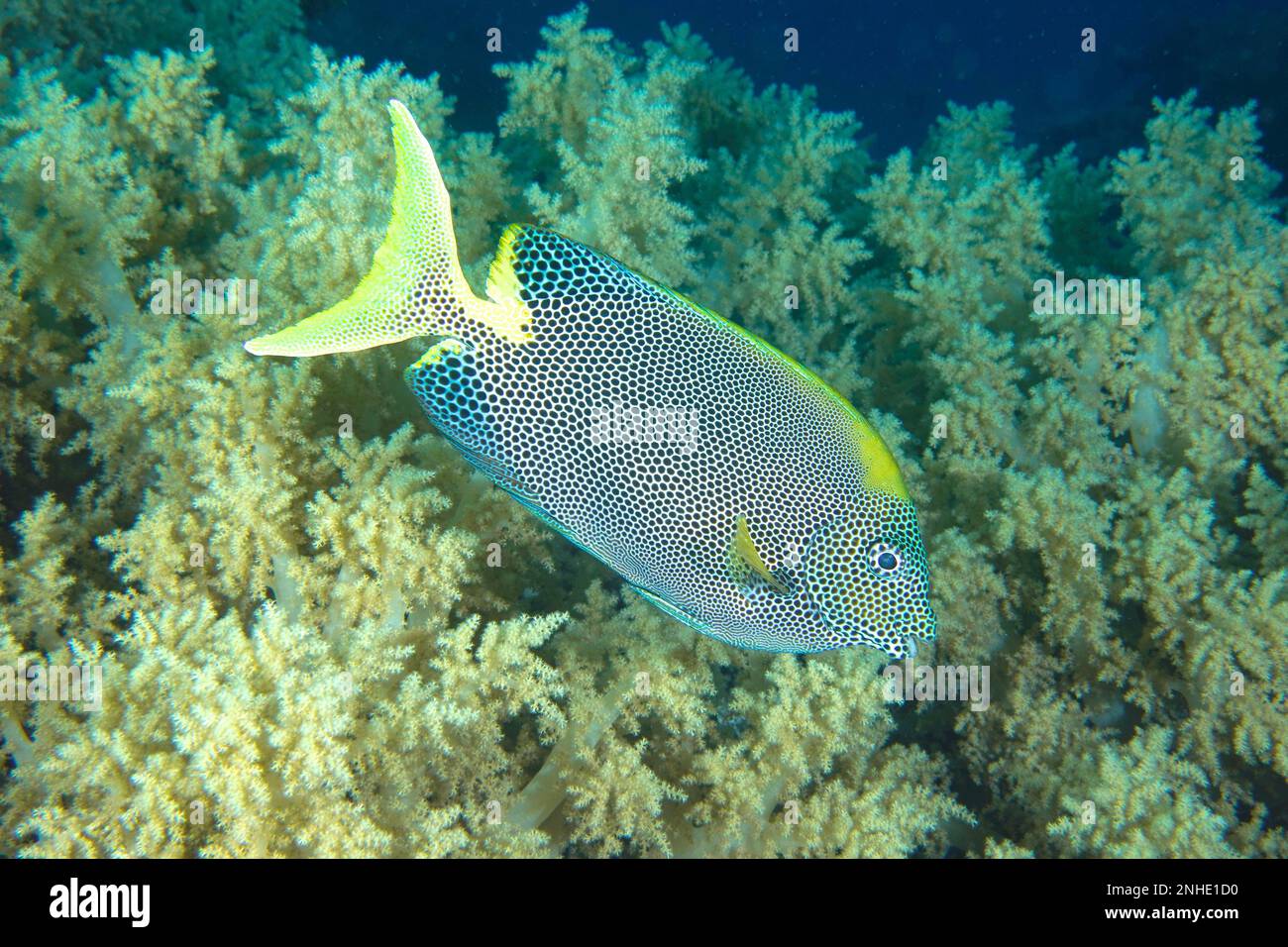 Spotted rabbitfish (Siganus stellatus laqueus), House reef dive site ...