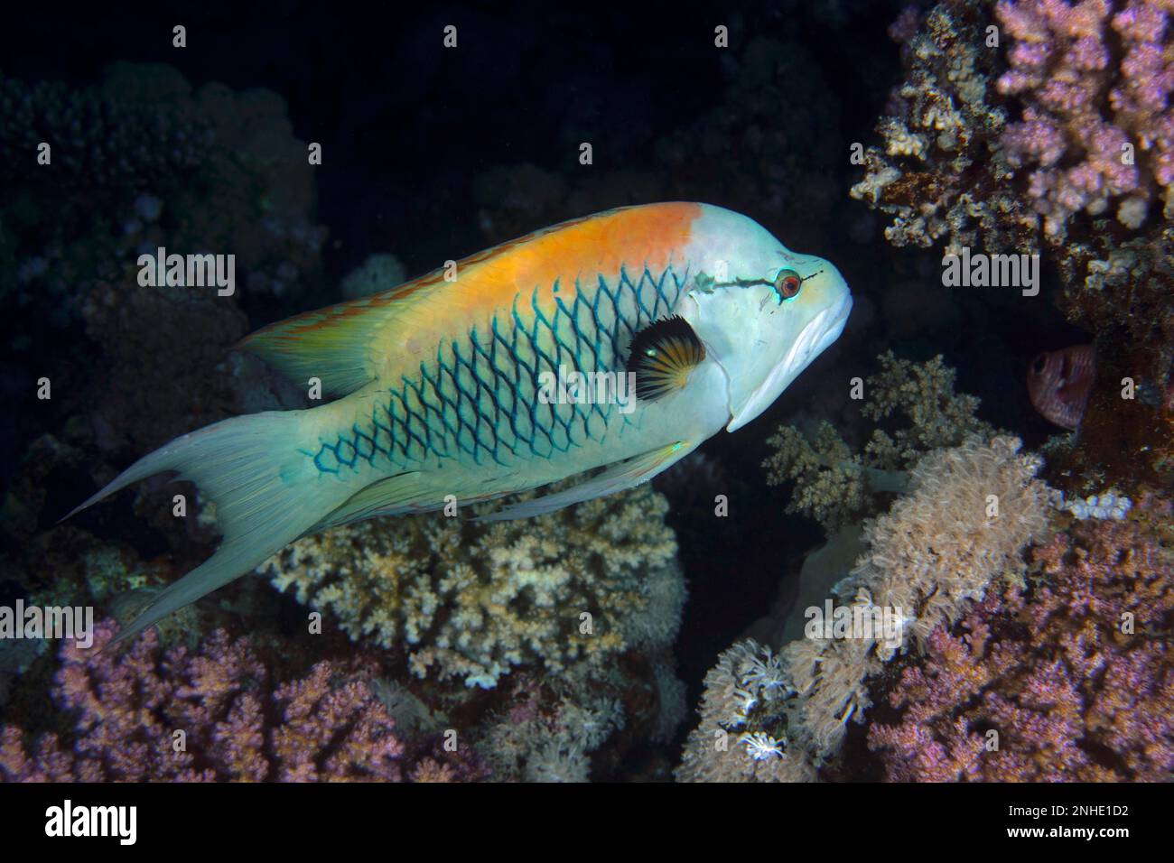Sling-jaw wrasse (Epibulus insidiator) at night. Dive site House Reef ...
