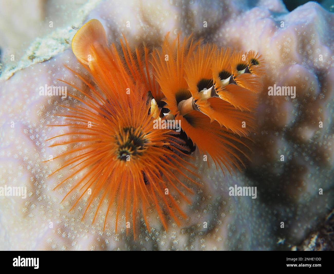 Orange Christmas Tree Worm (Spirobranchus giganteus), House Reef Dive ...
