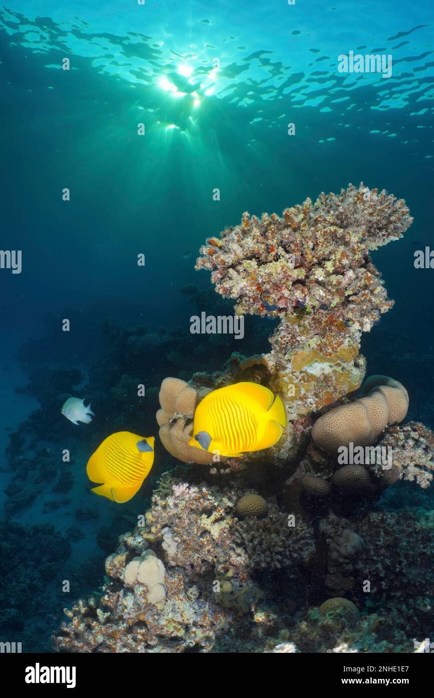 Pair of bluecheek butterflyfish (Chaetodon semilarvatus) under stone ...