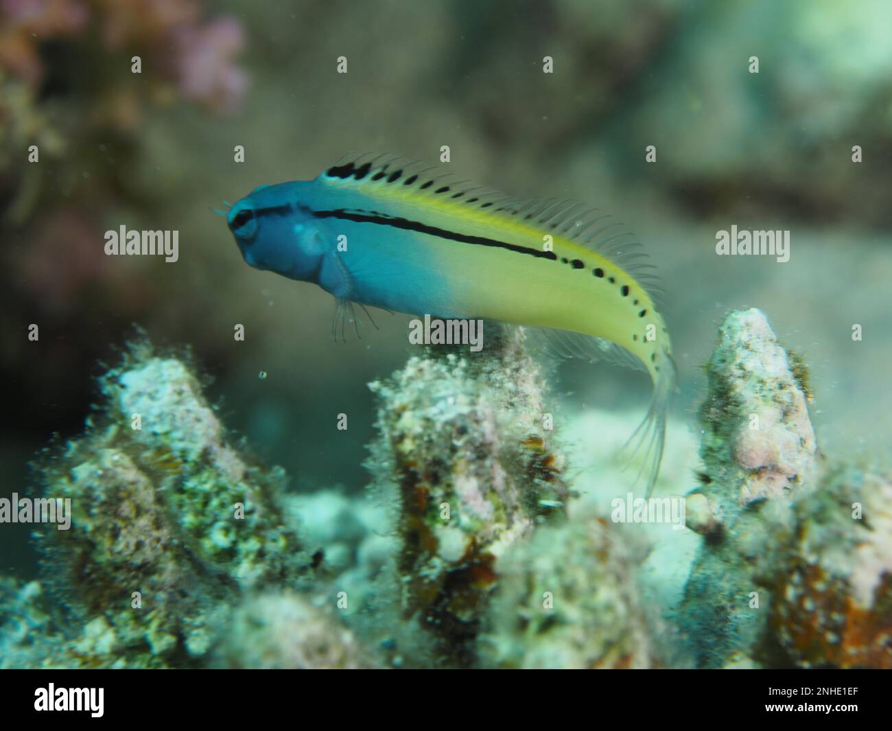 Red sea mimic blenny (Ecsenius gravieri), Dive site House reef Mangrove ...