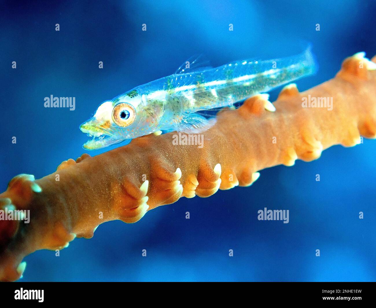 Transparent gorgonian dwarf goby (Bryaninops tigris) on twisted spiral ...