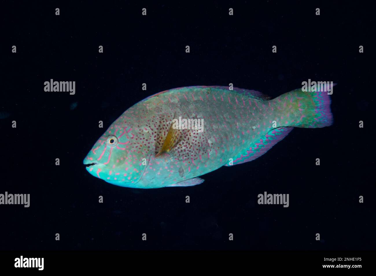 Viridescent parrotfish (Calotomus viridescens) at night, solid black ...