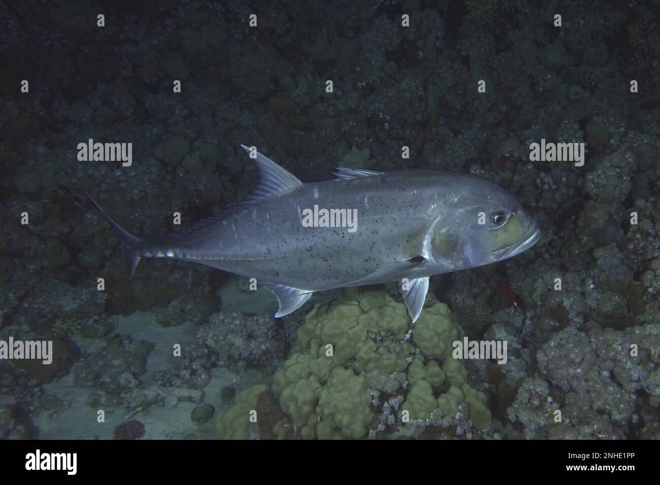 Giant trevally (Caranx ignobilis) on the prowl, at night. Dive site ...