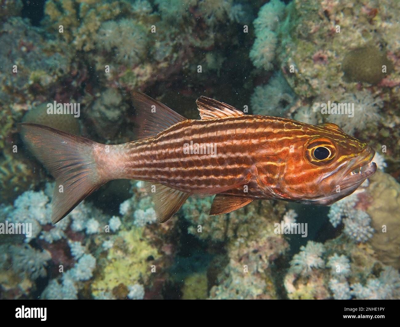 Largetoothed cardinalfish (Cheilodipterus macrodon), Dive Site House ...