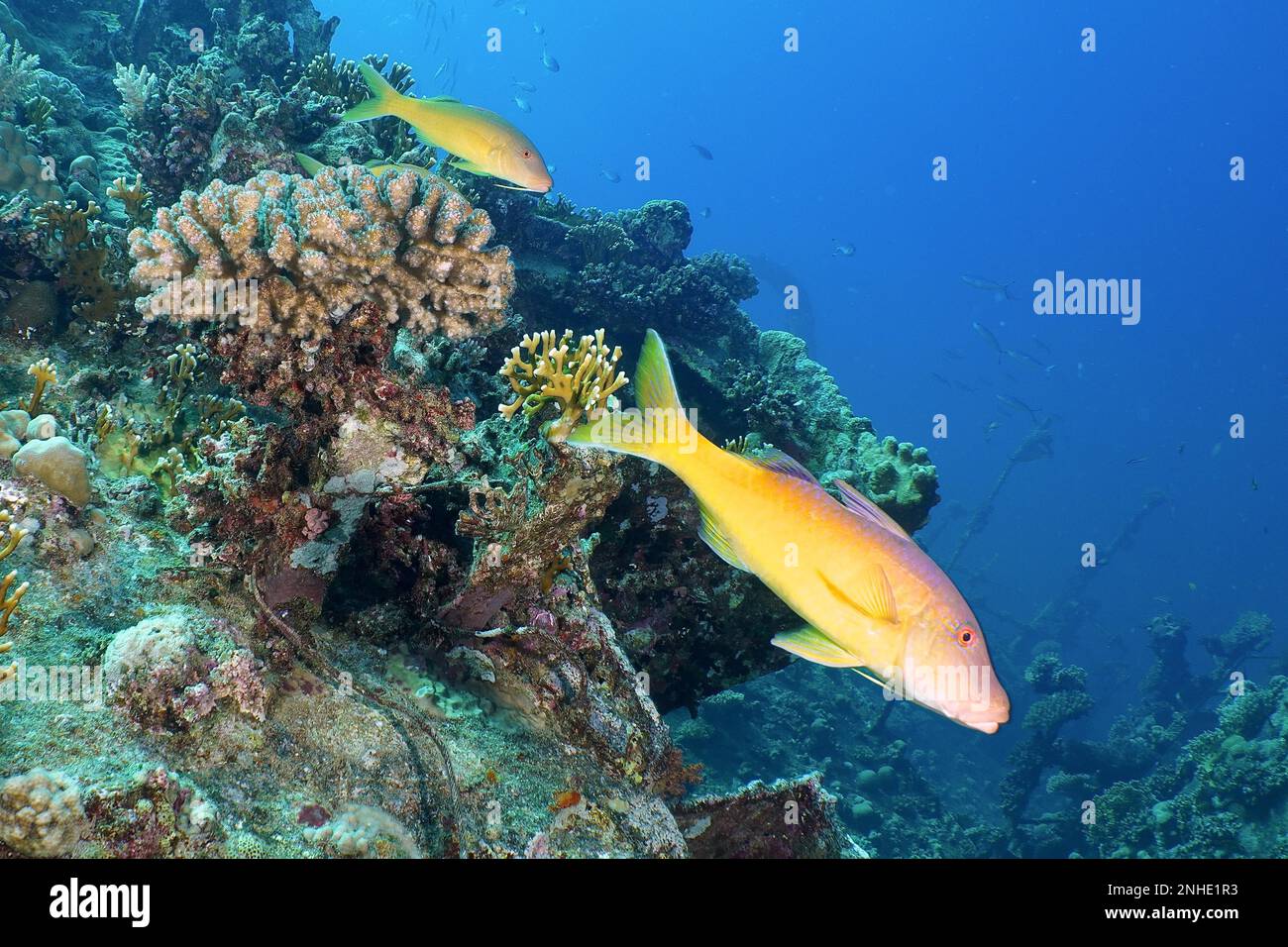 Lemon barb, red golden goatfish (Parupeneus cyclostomus), Shaab El Erg ...