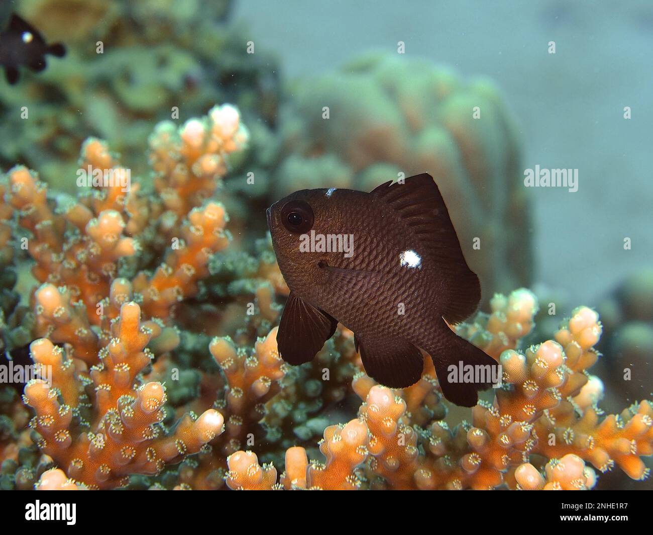 Threespot dascyllus (Dascyllus trimaculatus), damsel fish, in stone ...