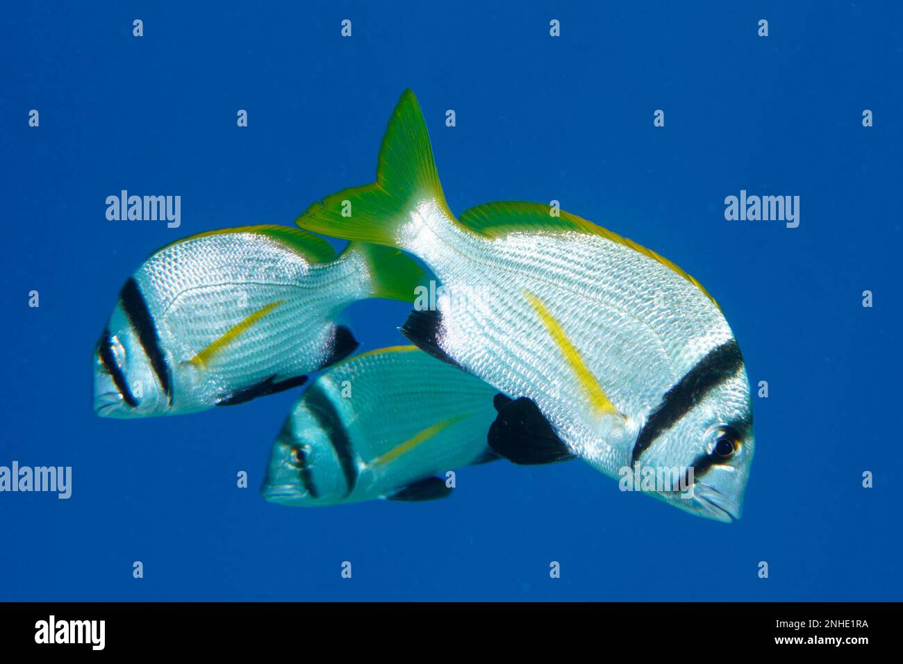 Group of double-banded sea bream (Acanthopagrus bifasciatus), sea bream ...