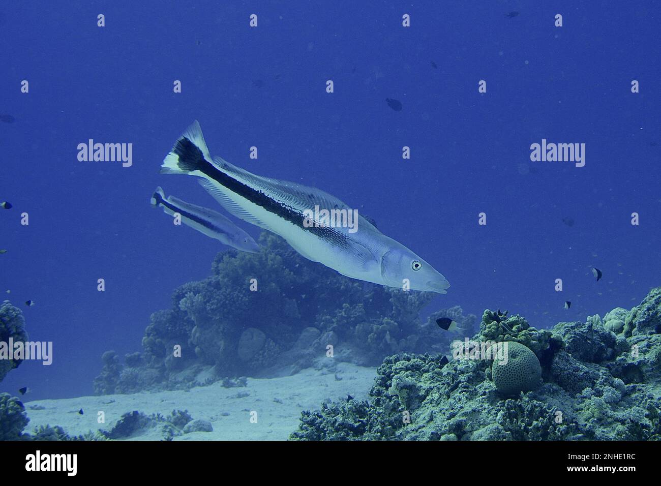 Blue head torpedo perch (Malacantus latovittatus), torpedo perch, perch ...