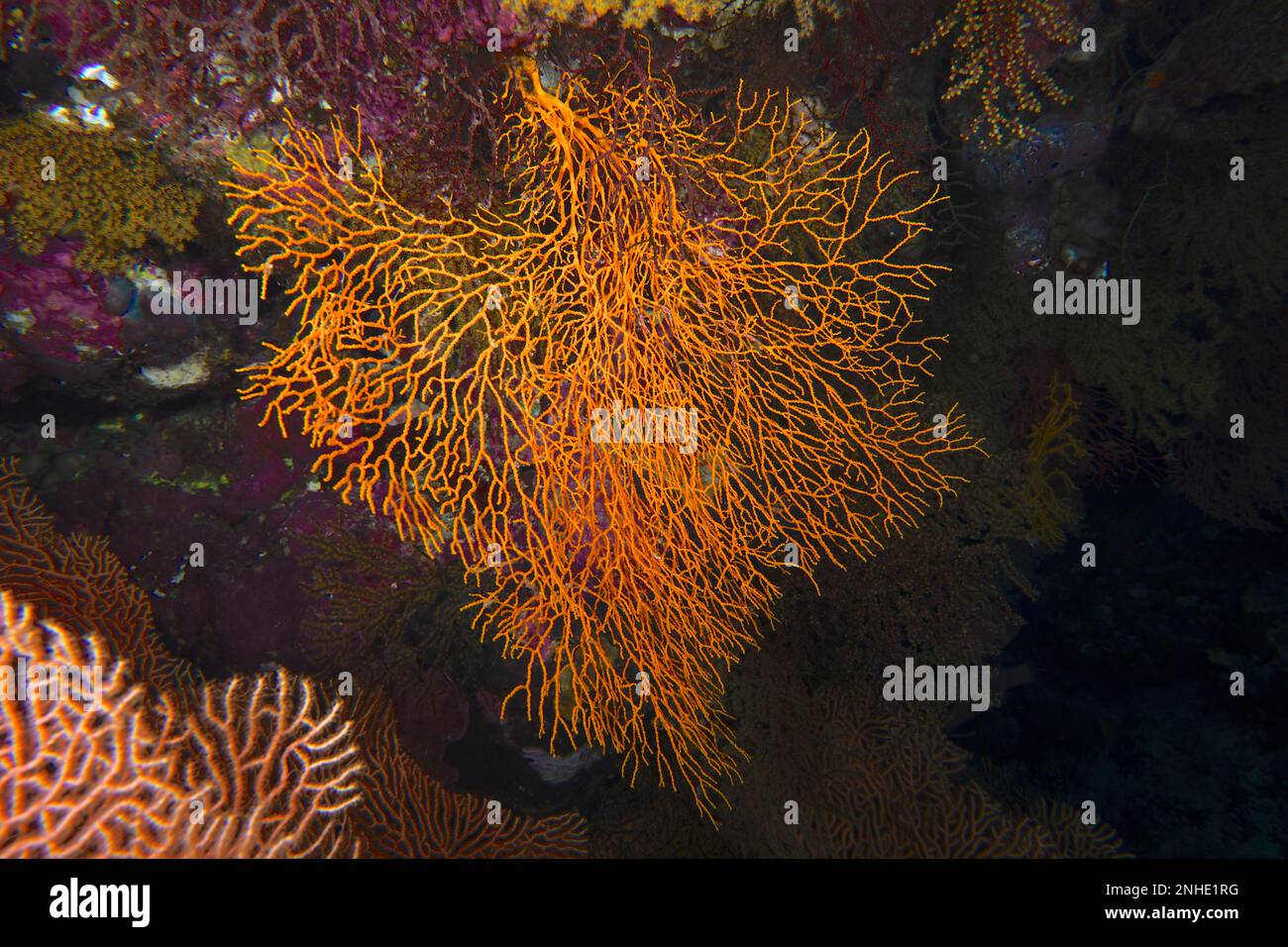 Brittle net fan (Melithaea splendens), Elphinstone Reef dive site ...