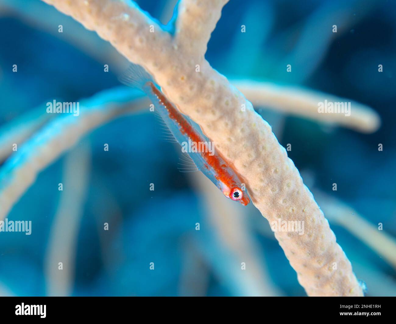 Dwarf pygmy goby hi-res stock photography and images - Alamy